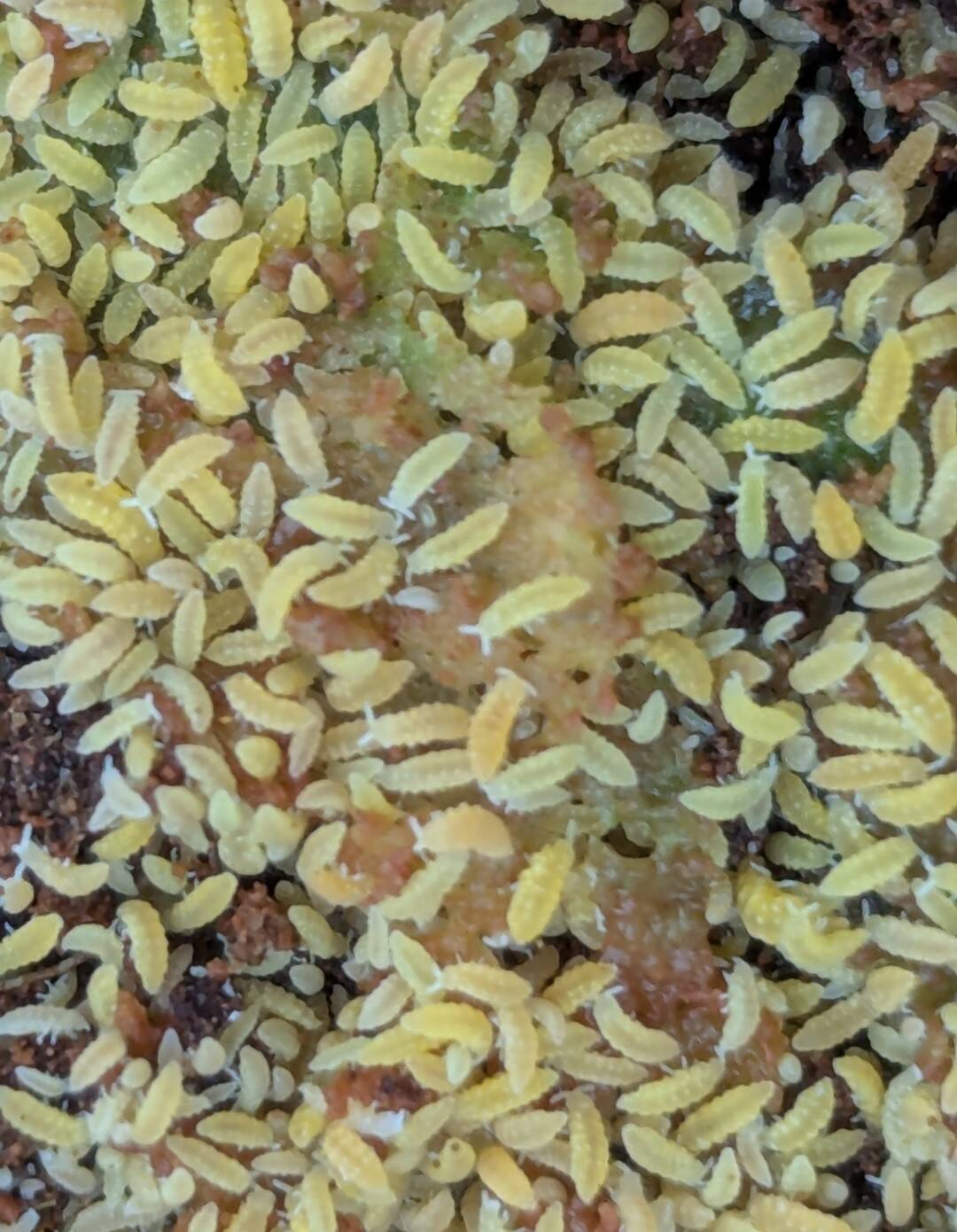 Springtails UK | Devon Springtails
